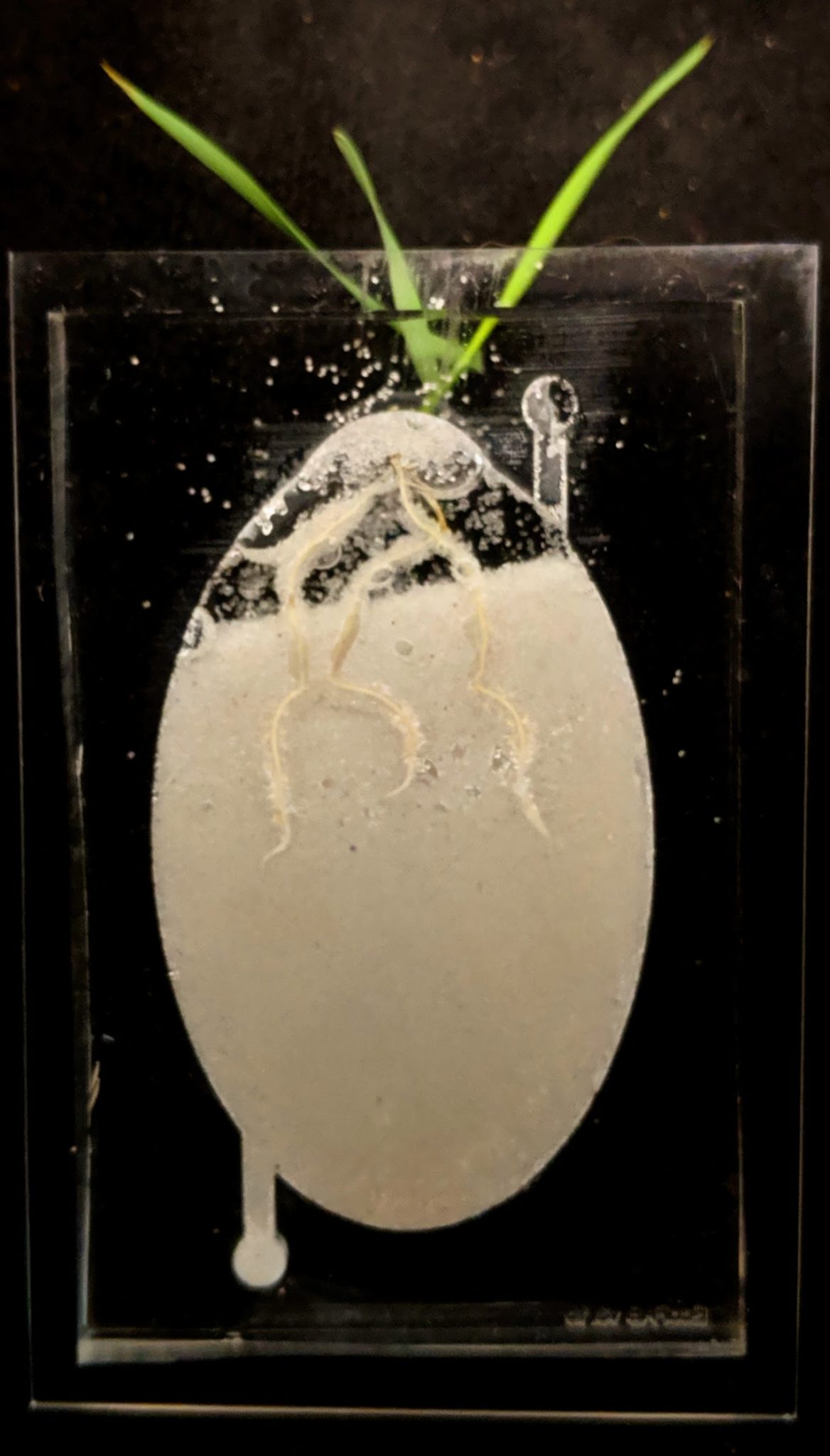 EcoFAB – Linking genome biology to ecosystem processes through model ...